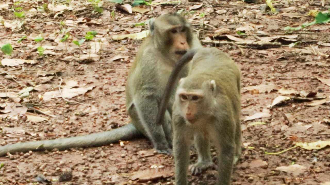 Monkey Anita And Joey Monkey in amber/Maz..172..Amber Monkey - YouTube