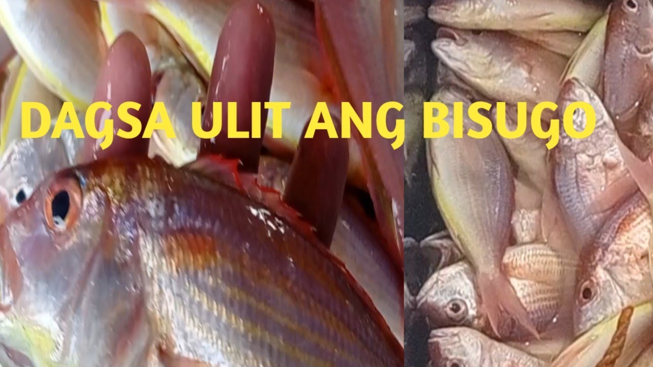 DUMAGSA ANG BISUGO PAGKATAPOS NG BAGYO SA LATAGAN NG MGA ISDA SA ...