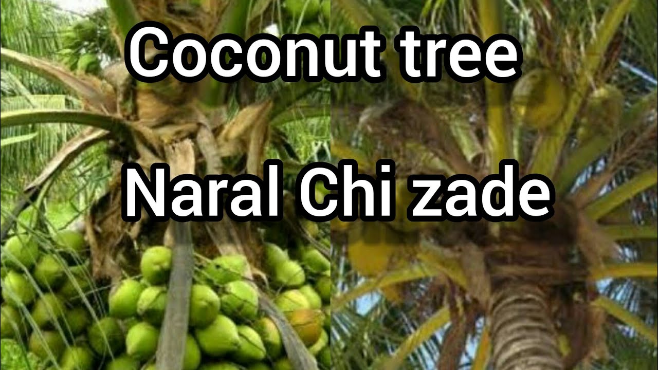 Konkanatil coconut tree, 🌲konkanatil naralachi zade, how to cut coconut ...