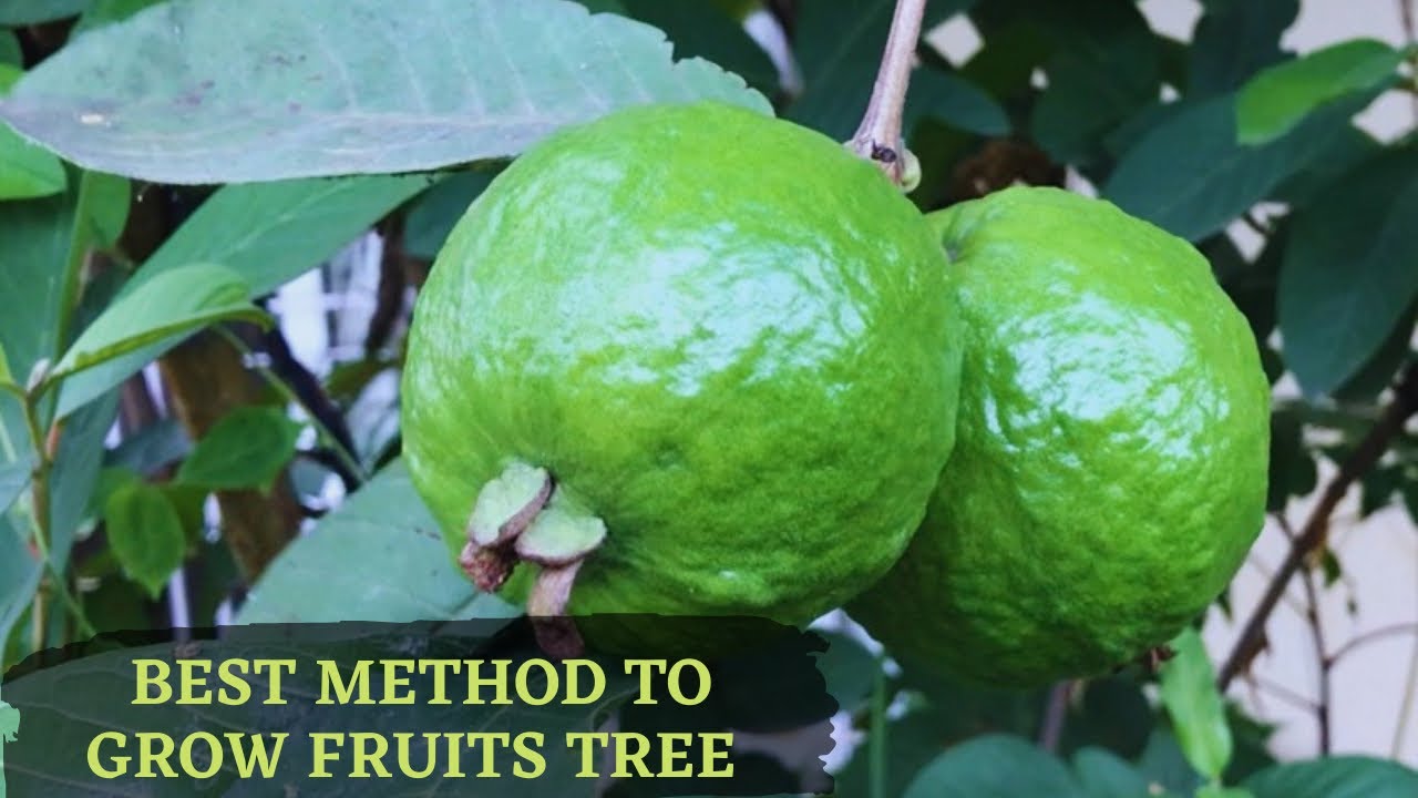 Best method to grow Fruit trees||Air layering on Guava tree step by ...
