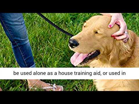 Simple Solution Pee Post Pheromone-Treated Yard Stake - YouTube