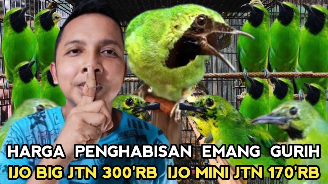 PALING DI TUNGGU HARGA PENGHABISAN CUCAK IJO BIG JTN 300RB IJO MINI JTN ...
