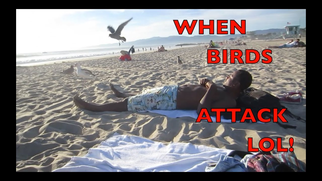 WHEN BIRDS ATTACK LOL! - Oct 2014 - abeeutifullife vlog - YouTube