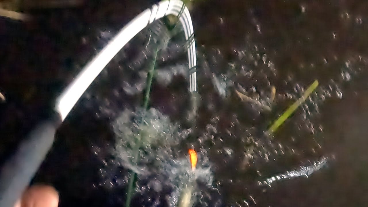 Is This The Worst Fish I've Ever Eaten? Bowfin, Catch, Clean, And Cook ...