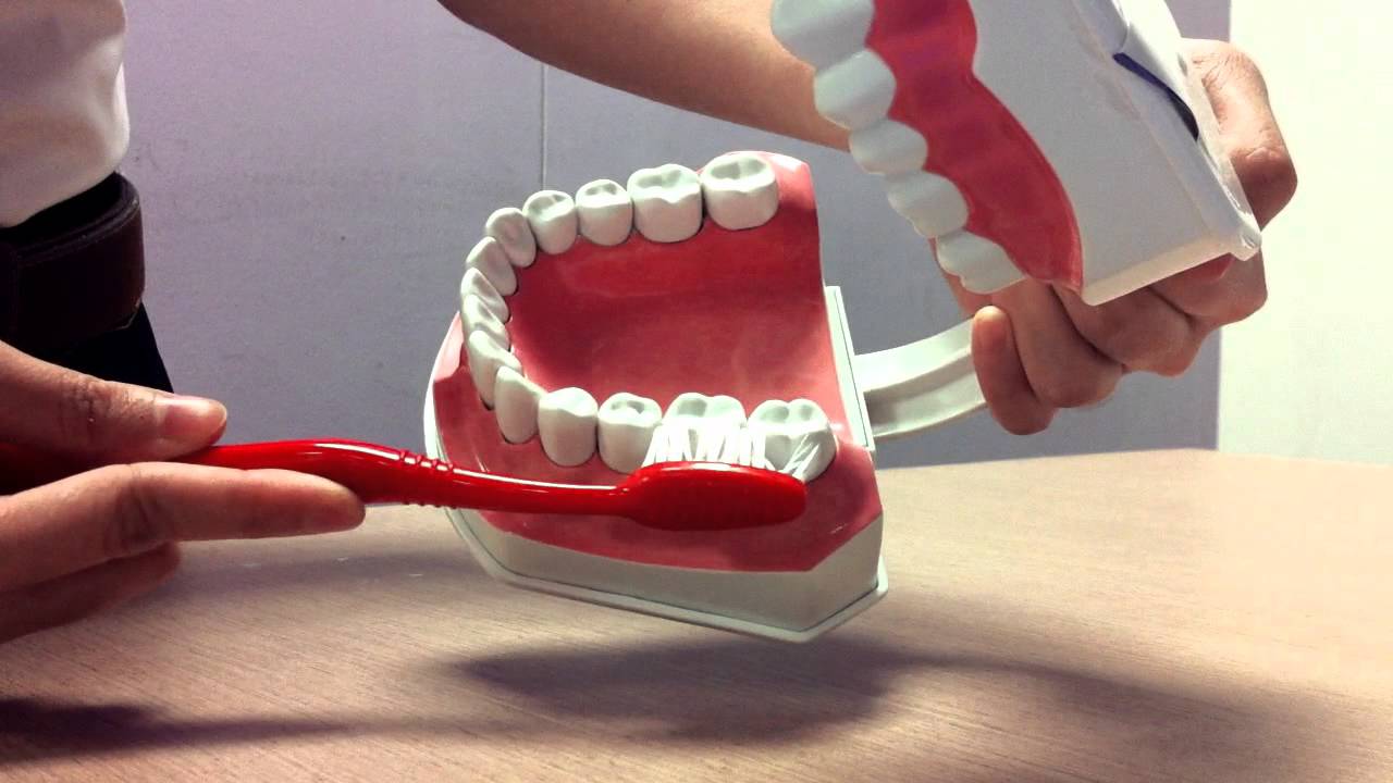 การแปรงฟันแบบ Modified bass - YouTube