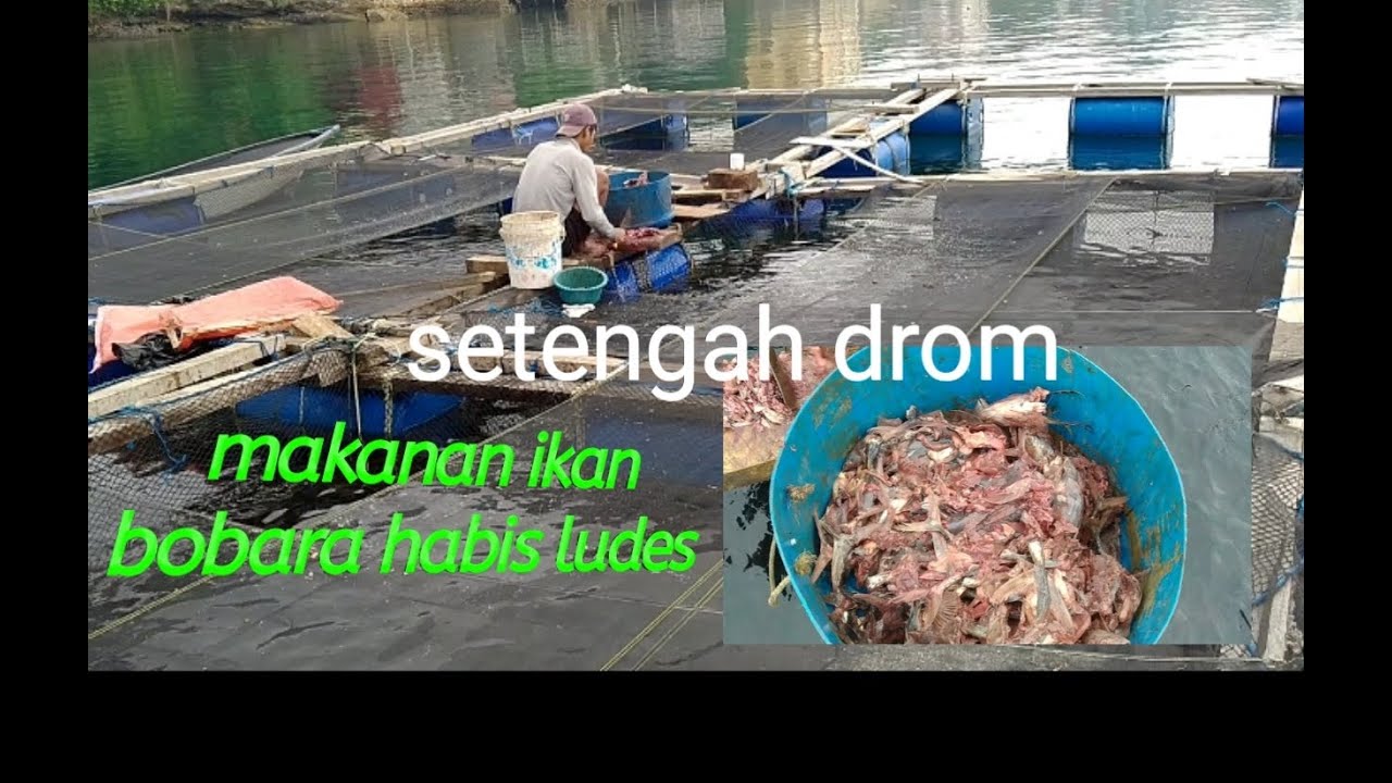 Memberi makan ikan bobara 4000 rb ekor - YouTube
