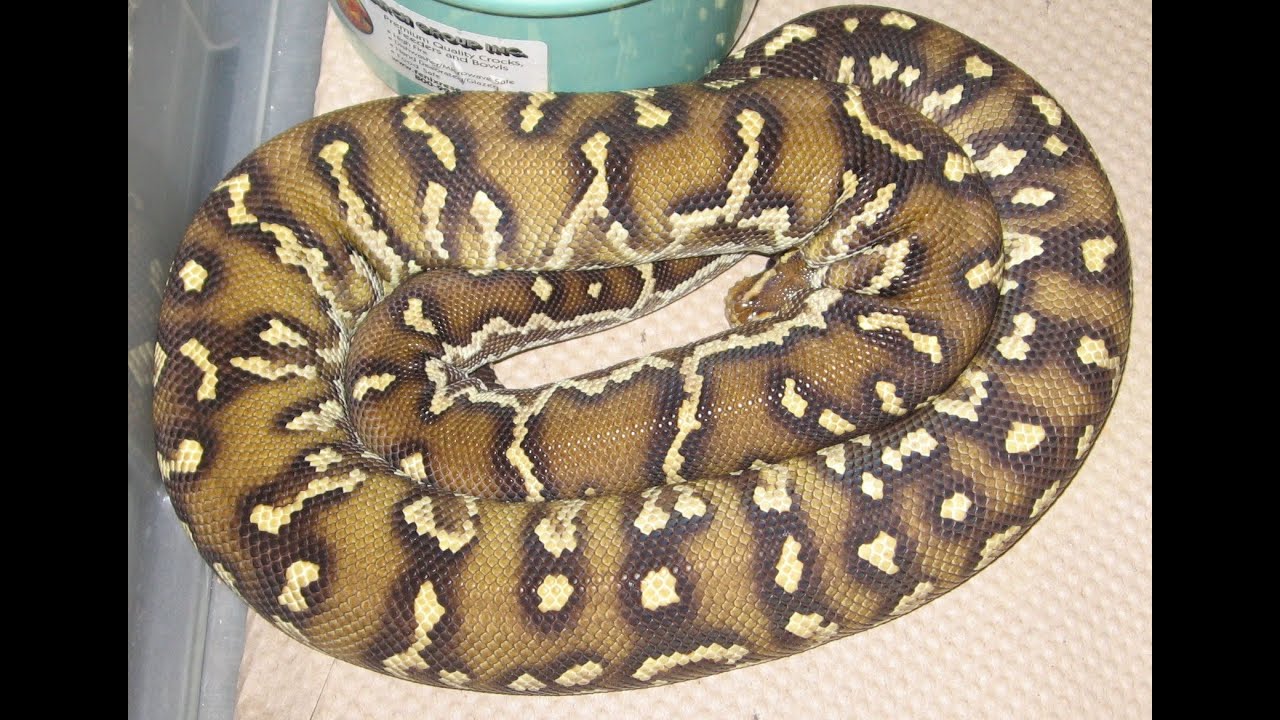 Angolan Pythons - YouTube