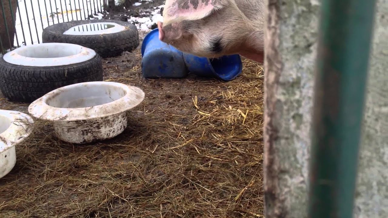 Pig Grunting - YouTube