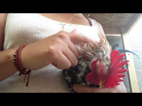 Gallo dormilon :)