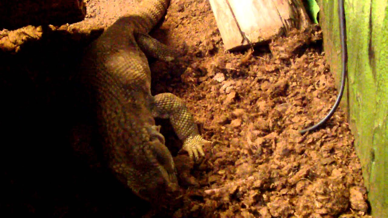 Savannah monitor eating a mouse - YouTube