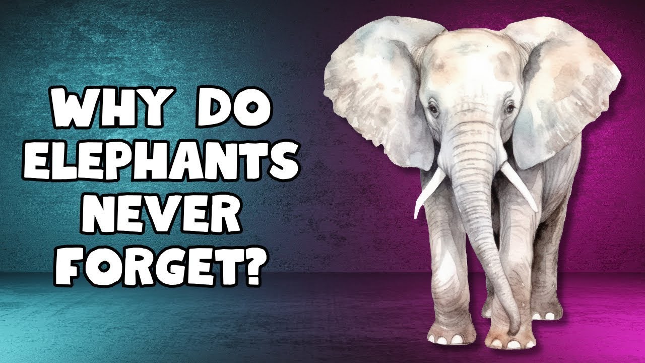 Delve into the Fascinating Realm of Elephant Intelligence! 🐘 - YouTube