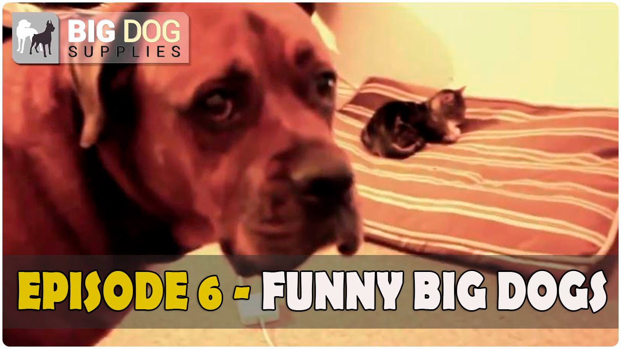 Funny and Cute Big Dogs Video - Episode 6 - YouTube