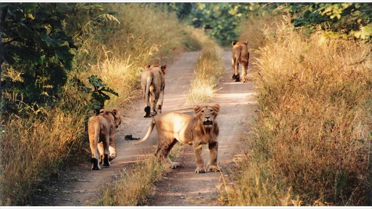 Palamau Tiger Reserve, Palamu District, Jharkhand, India - YouTube