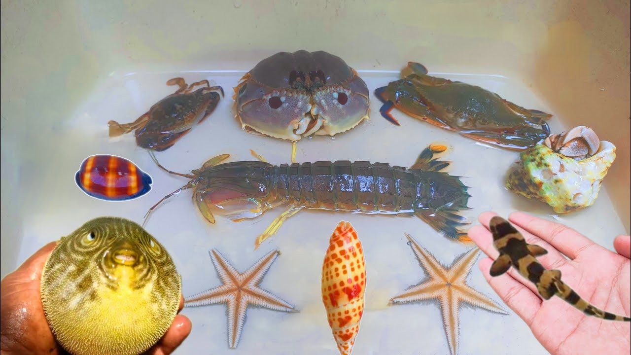 Seek and Find Pufferfish, Kelomang Starfish, Kepiting, Hiu, Siput, Ikan ...