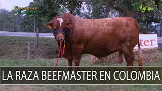 La raza Beefmaster en Colombia - TvAgro por Juan Gonzal... | Doovi