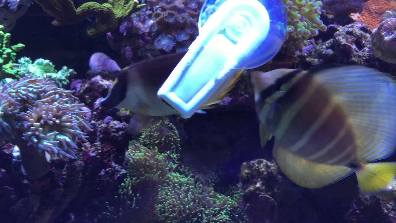 Foxface vs Tang 2 - YouTube