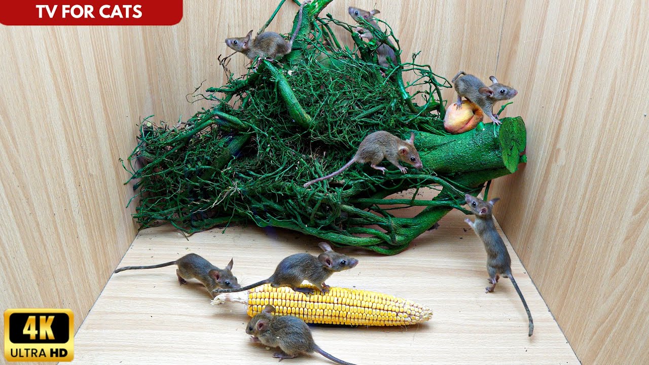 Games for Cats to Watch - Cute Mice Hide & Seek and Play on Green Plant ...