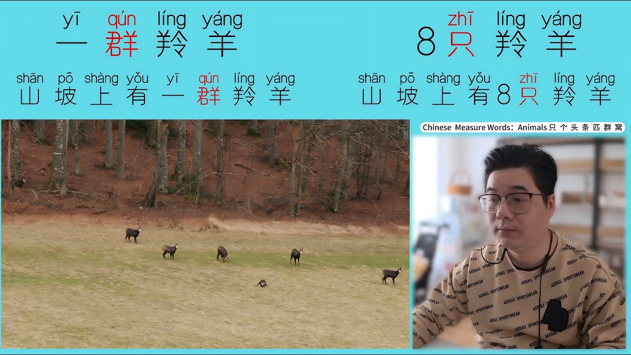 Chinese classifiers for animals | Common Practice - YouTube