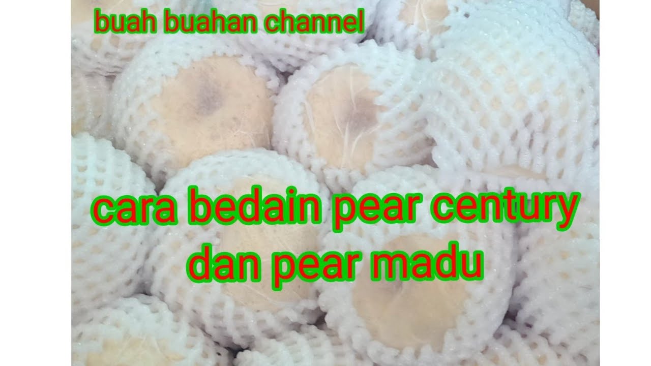cara bedain pear Century dan pear madu - YouTube