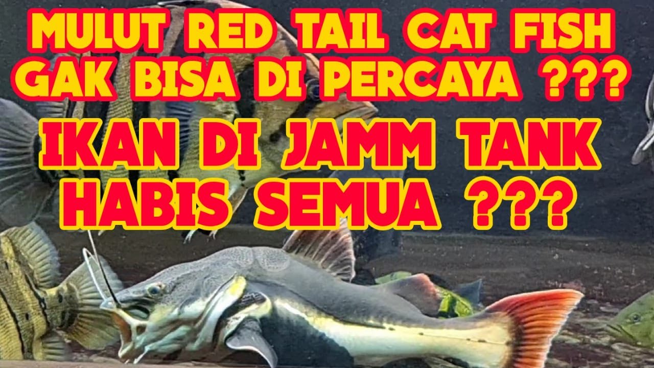SEBELUM MENGABUNGKAN RED TAIL CAT FISH / RTC KALIAN DENGAN IKAN ...