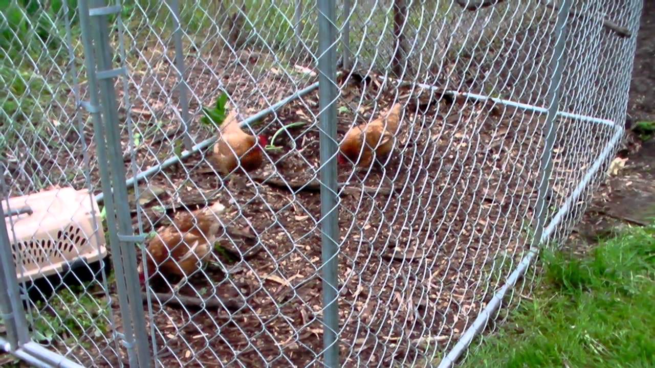 Chickens Eating Bugs - YouTube