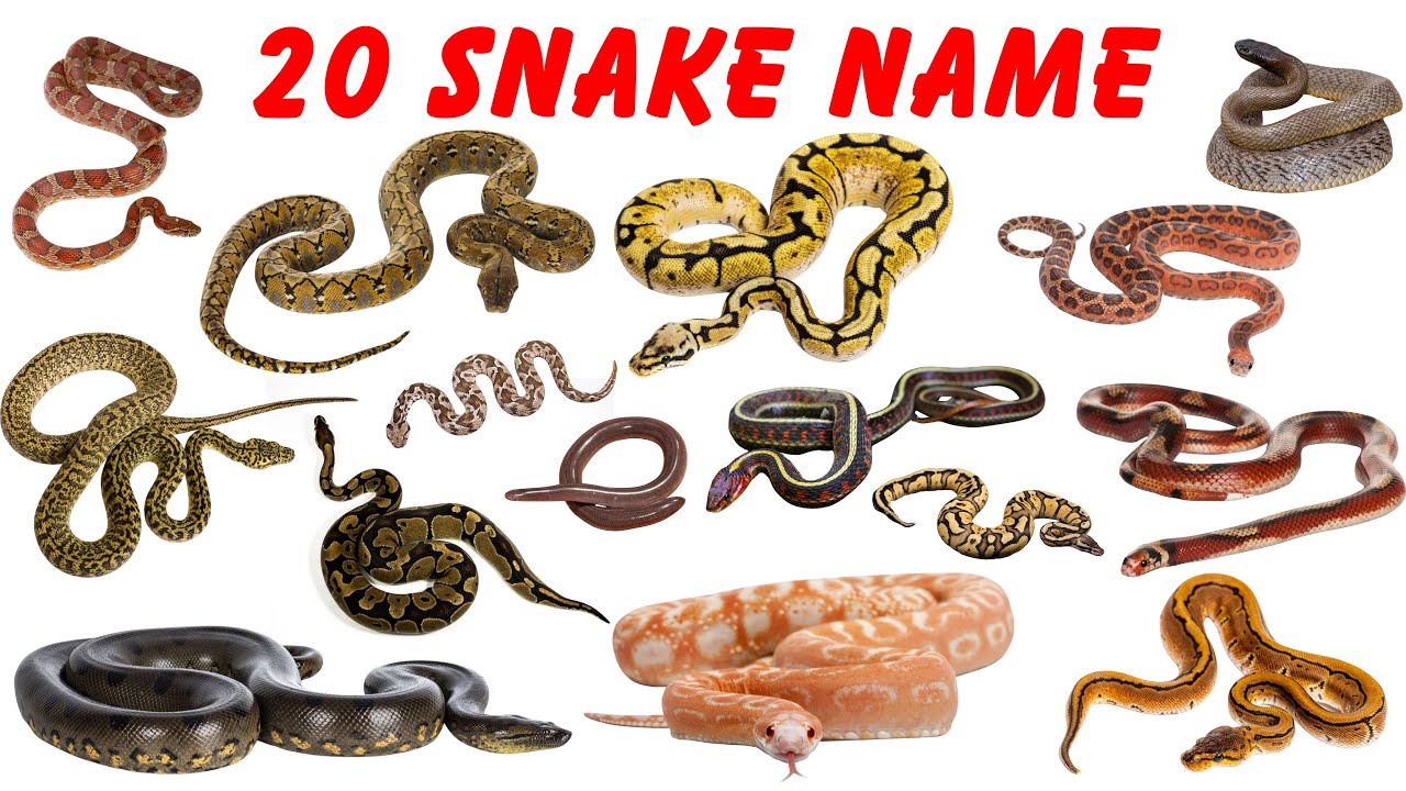 Common Snake Names in English & Bengali | সাপের নাম | Learn Snake ...