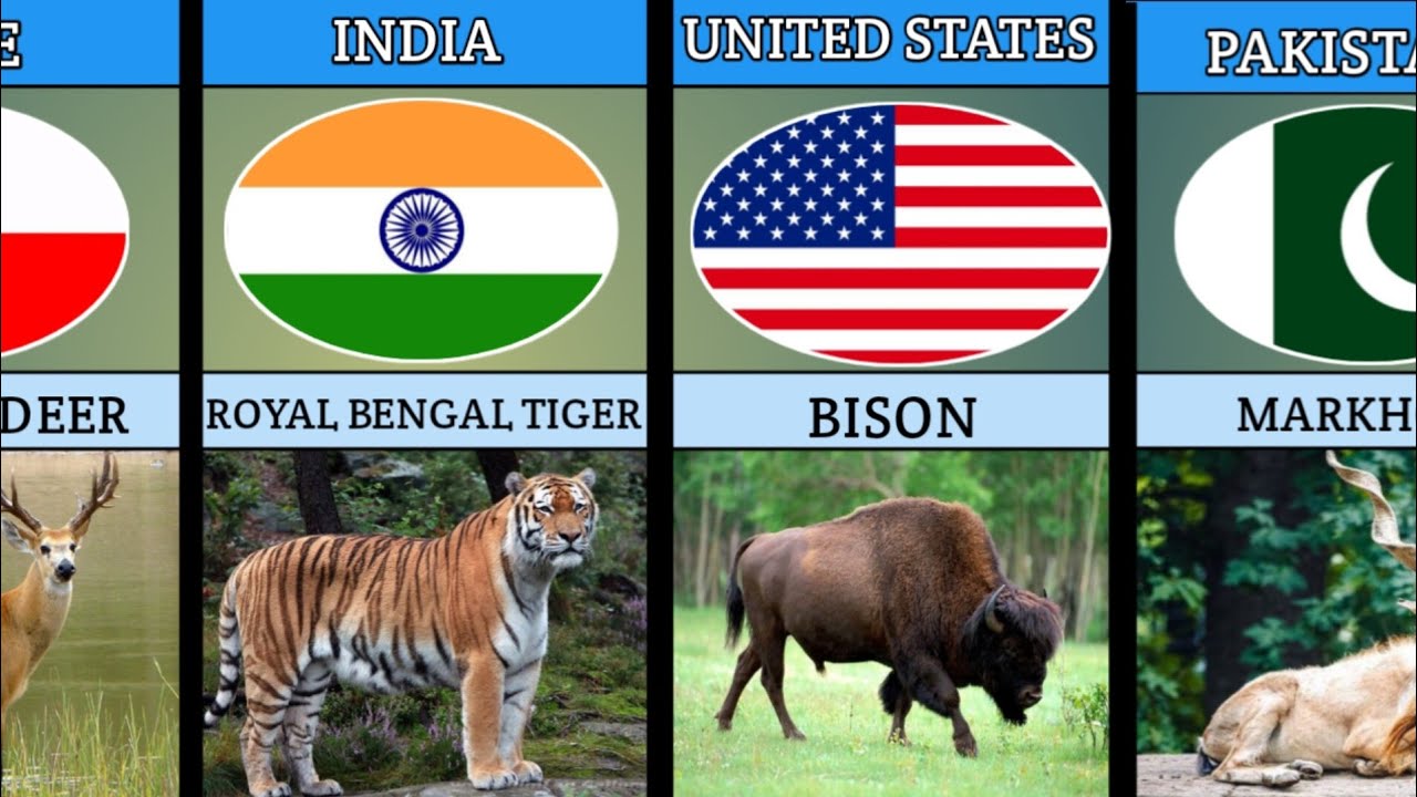 National Animal Of All Country - YouTube