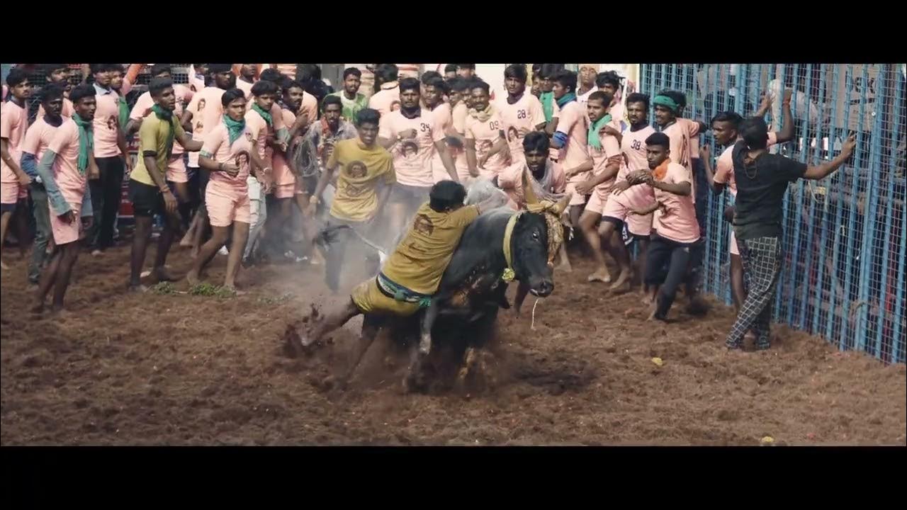 Tamil Nadu s Distinct Culture Avaniyapuram Jallikattu 2022 Tamil tamil-nadu-s-distinct-culture-avaniyapuram-jallikattu-2022-tamil