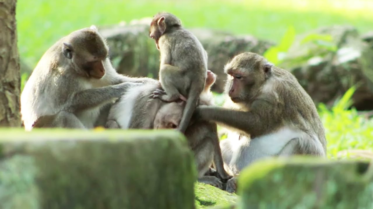 Monkey- Rey And Daisy Monkey -Dante Monkey on June12,2022/U-ShareMk774 ...