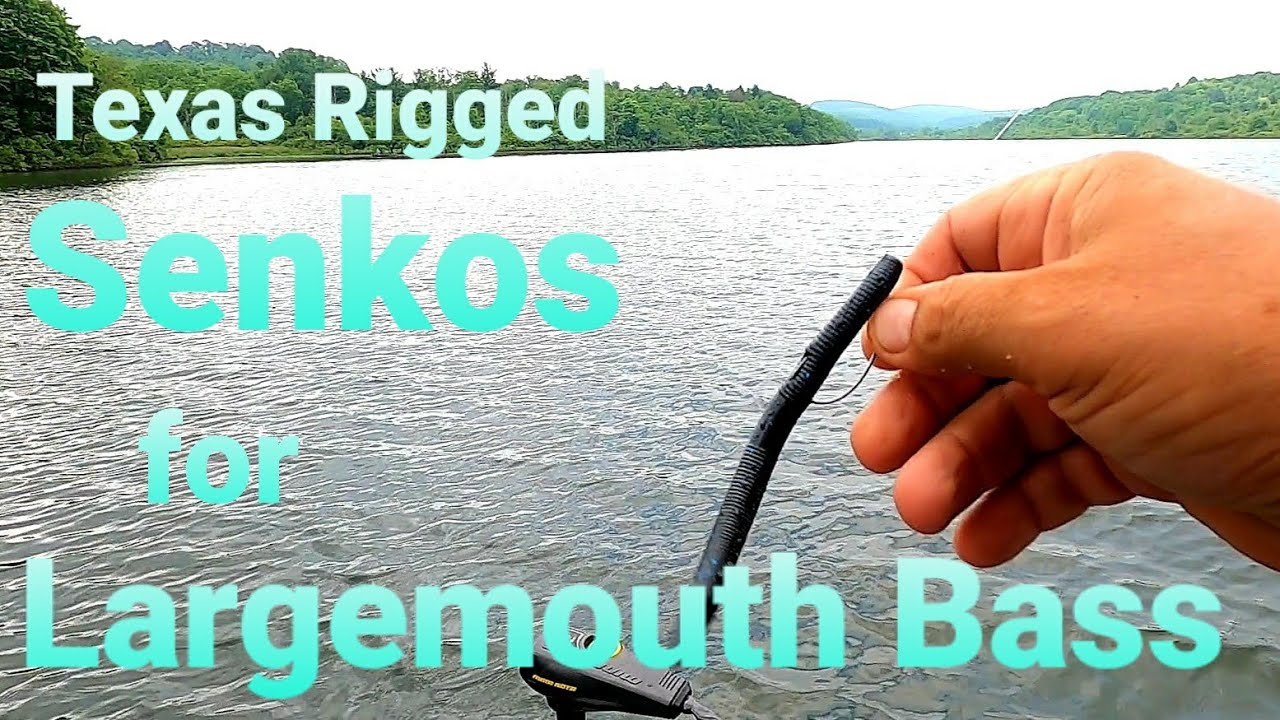 Texas Rigged Senkos for Largemouth - YouTube