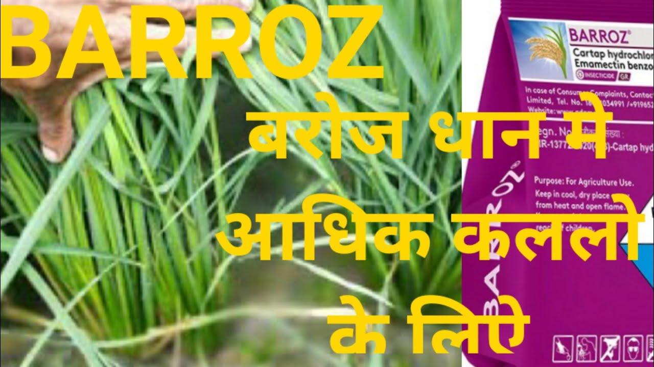 Barroz adama/dhaan ki sundi or jayda kallo k liye - YouTube