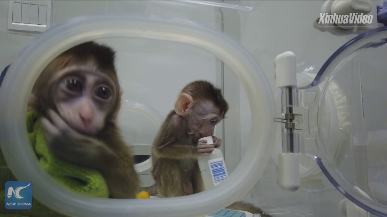 China clones gene-edited diseased monkeys - YouTube