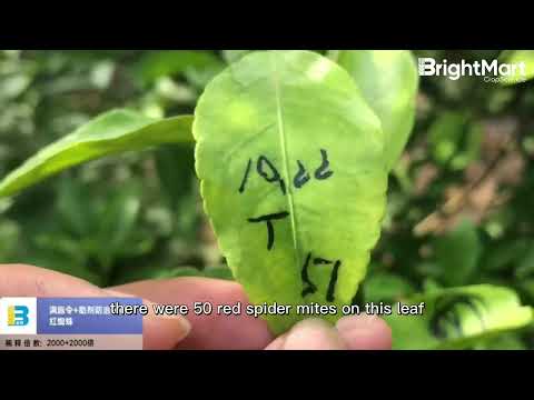 How To Treat Spider Mites On Lime Tree