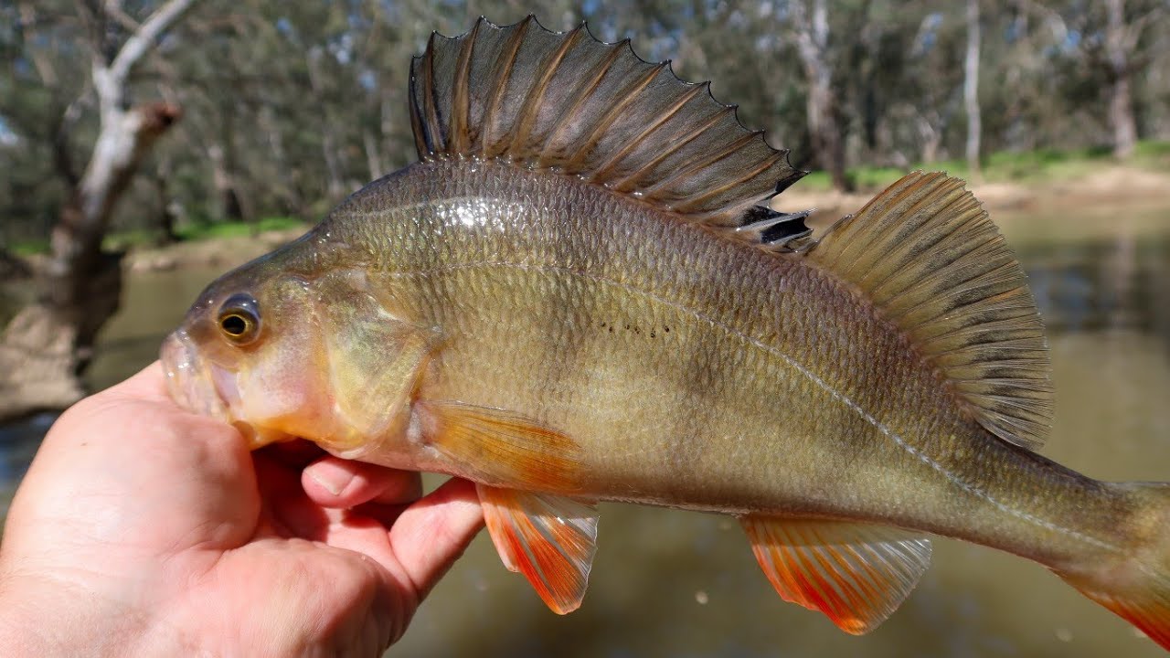 Fishing Near Bundalong. I caught 5 fish made up of 4 different species ...