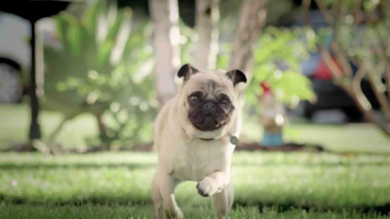 DORITOS® - PUG ATTACK -S0s- - YouTube