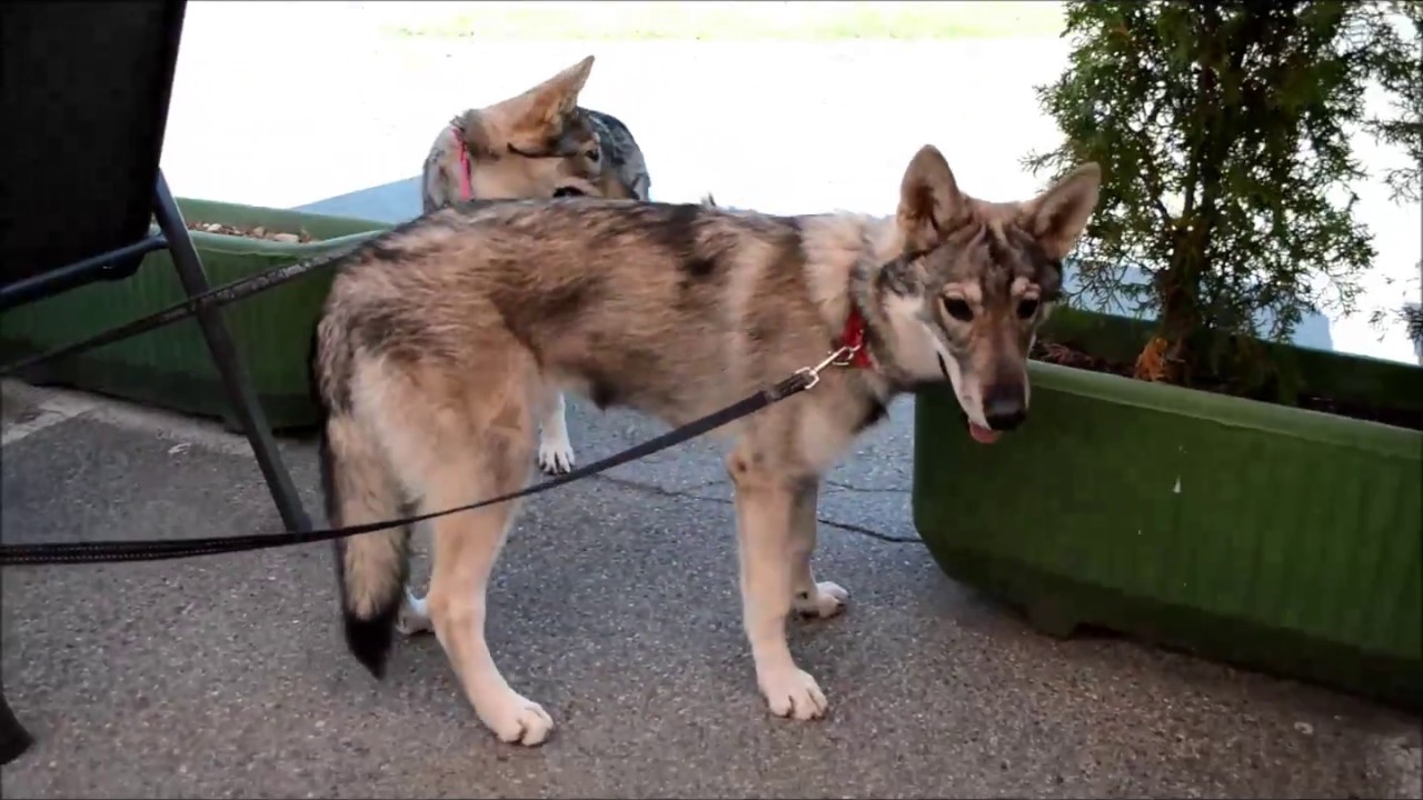3 Tamaskan Dogs at a cafe - YouTube