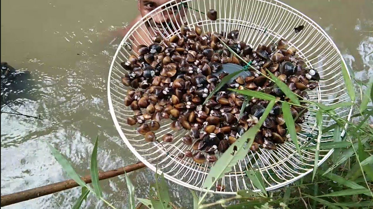 vlog mencari kerang/remis di sungai dan gotong royong membangun tangul ...