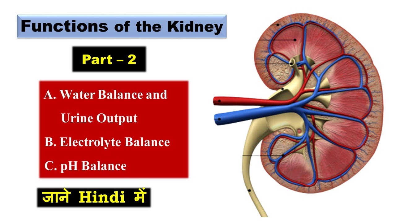 Parts Of The Kidney And Their Functions