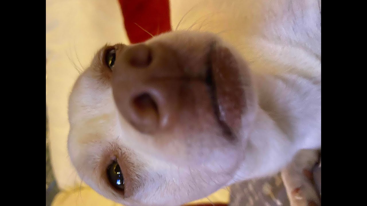 Ppopy poooooop - YouTube