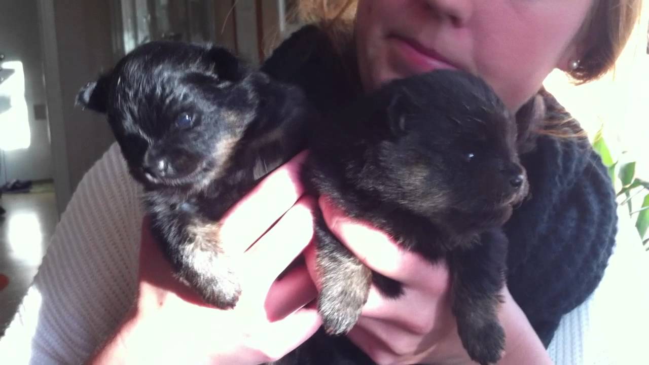 Stellas valpar, 19 dagar gamla - YouTube
