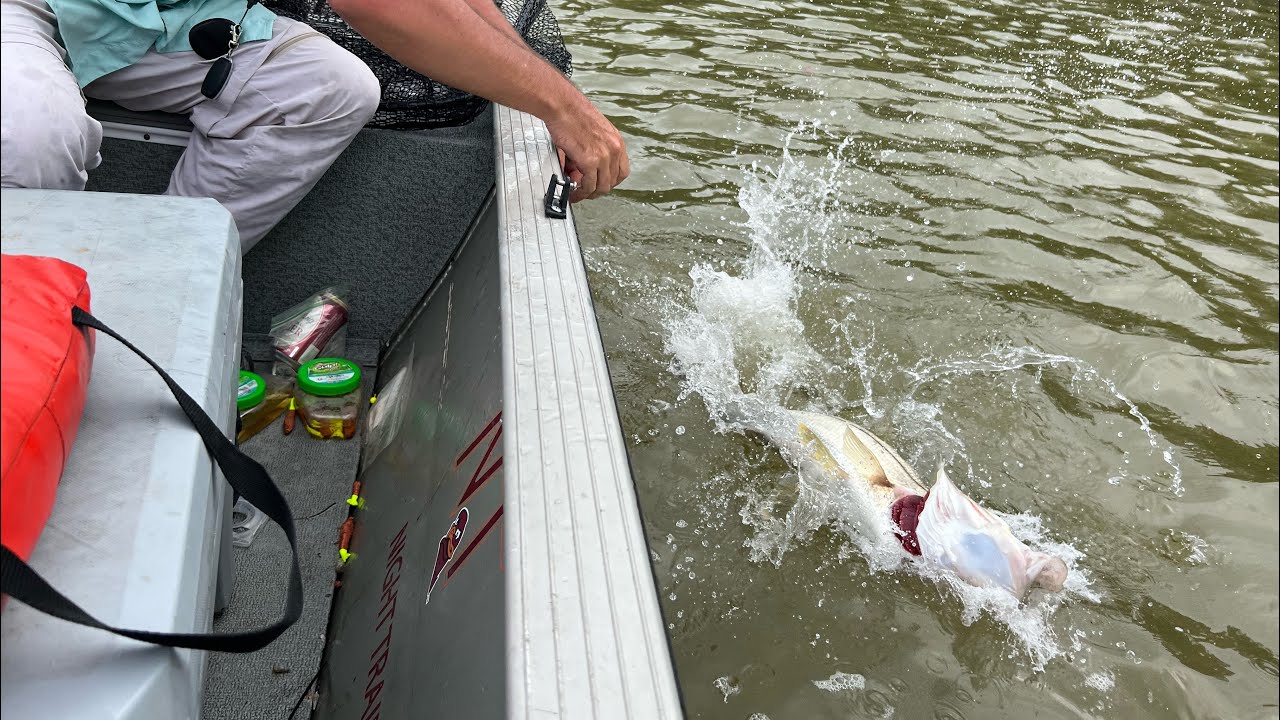 The Snook Bite was on Fire 🔥 | Final Day Everglades Fishing - YouTube