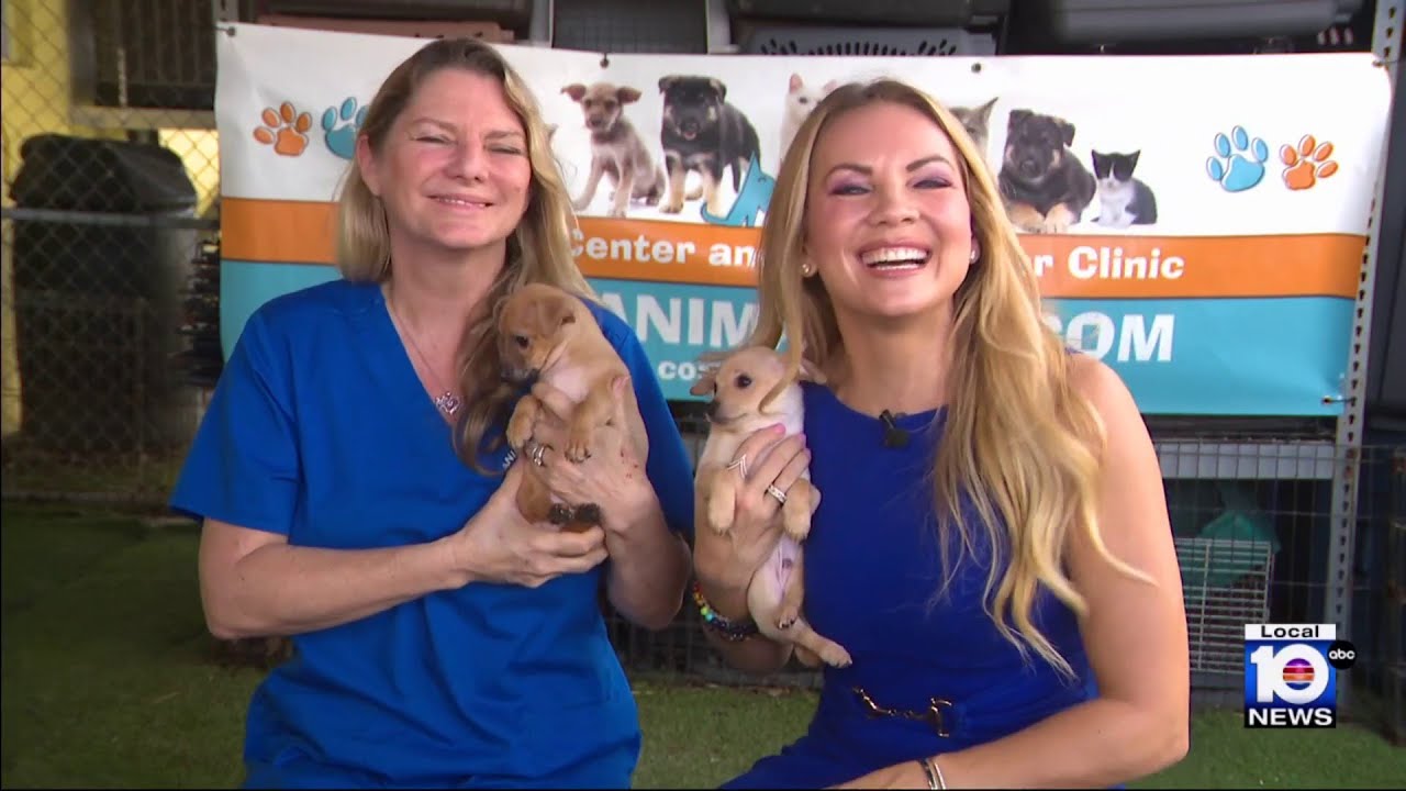 South Florida animal rescue tackles stray overpopulation crisis - YouTube
