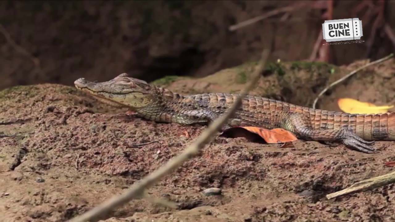 Hierro tropical: La saga de Minor Keith - Crítica por Mario Giacomelli ...
