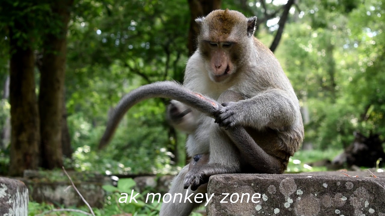 Big Sad when i saw this monkey, BC of fighting make him like that /ak ...