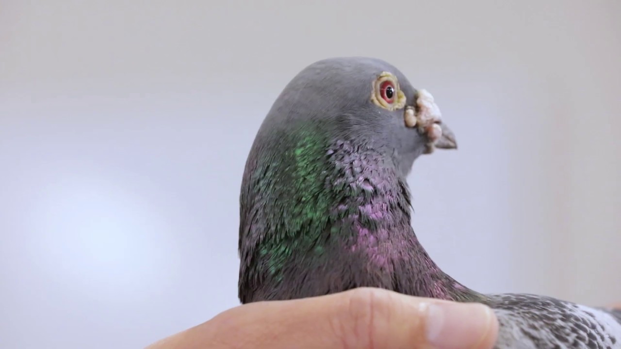 Presenting super breeder Jackpot - YouTube