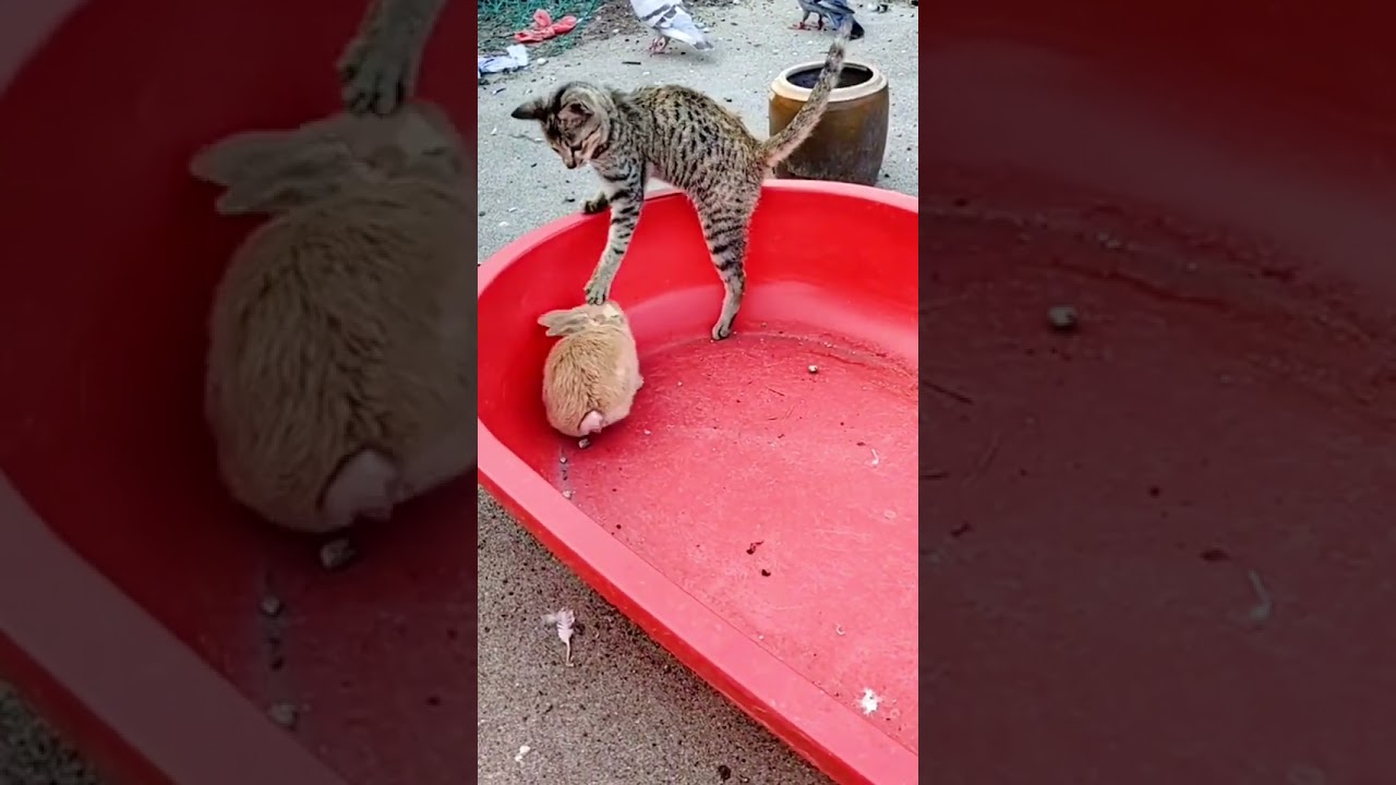 cat vs bunny - YouTube