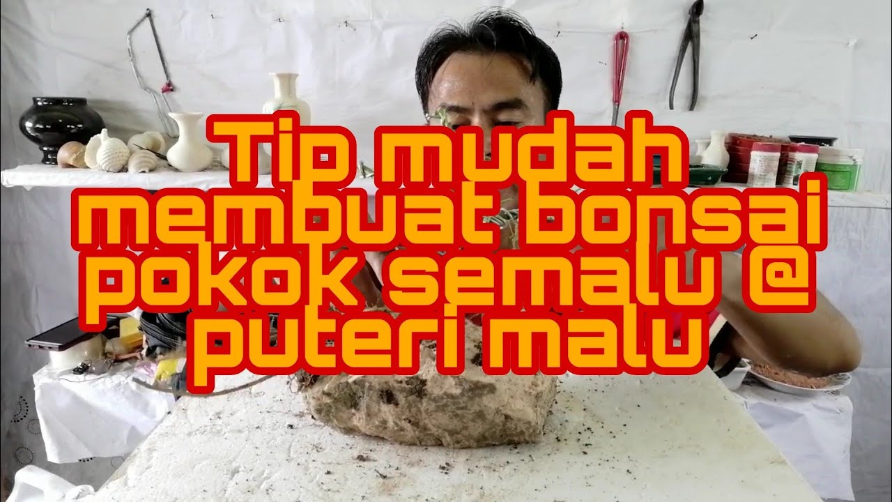 Tip mudah membuat bonsai pokok semalu @ puteri malu. - YouTube