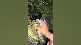 Catching a whole lot of pythons! #everglades#python#crazy#wildlife# ...