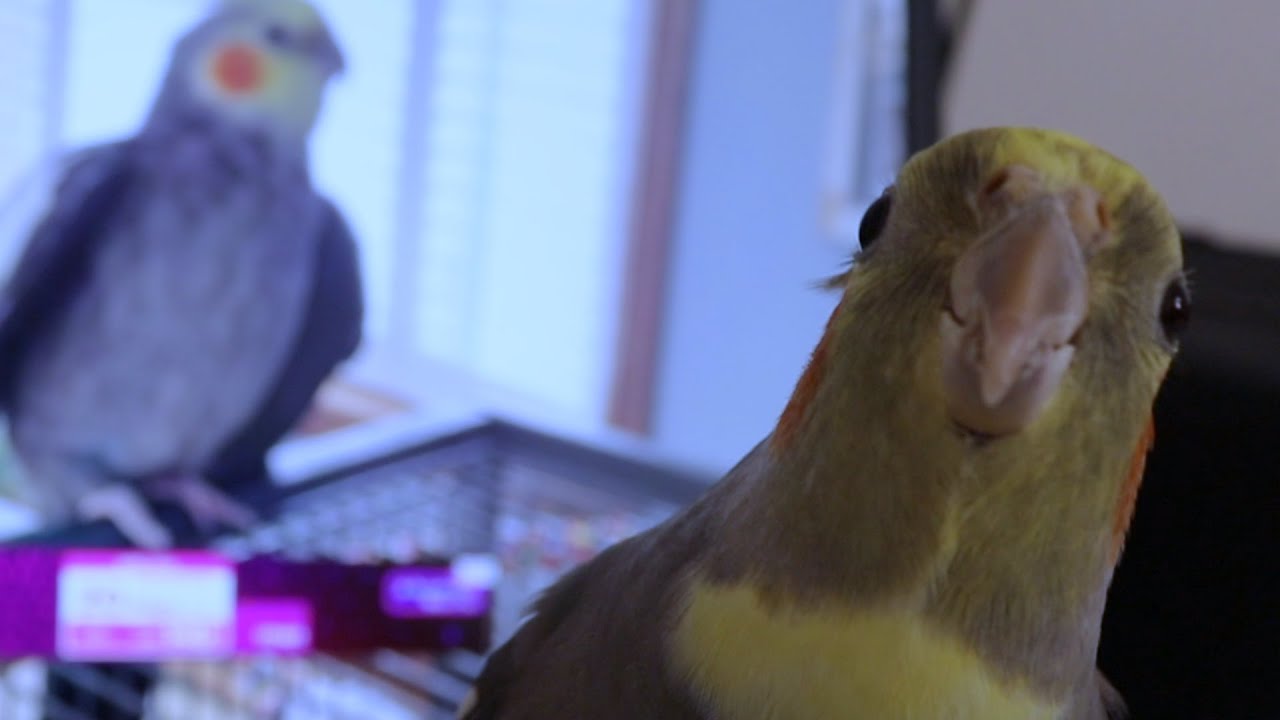 Cockatiel Riki's Reaction to Famous Birds Videos on Youtube - YouTube