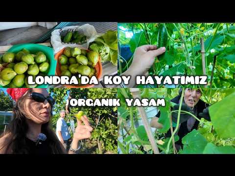 Londra da koy hayatimiz vlog 3 salatalık, incir marul topladık. cay keyfi yardik #köyhayatı